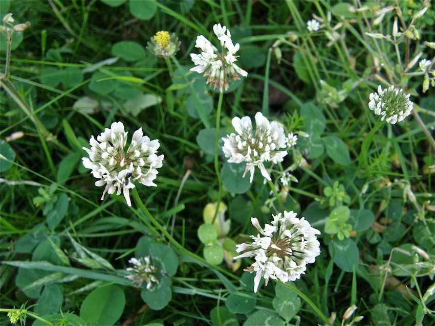Trèfle blanc - trifolium repens